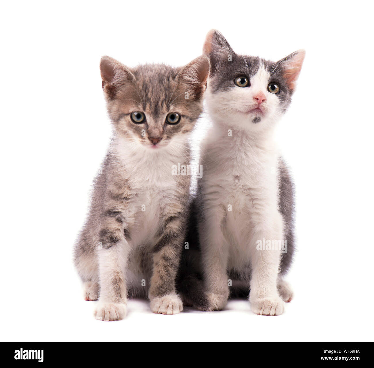 Two cute grey kittens isolated on white background Stock Photo - Alamy