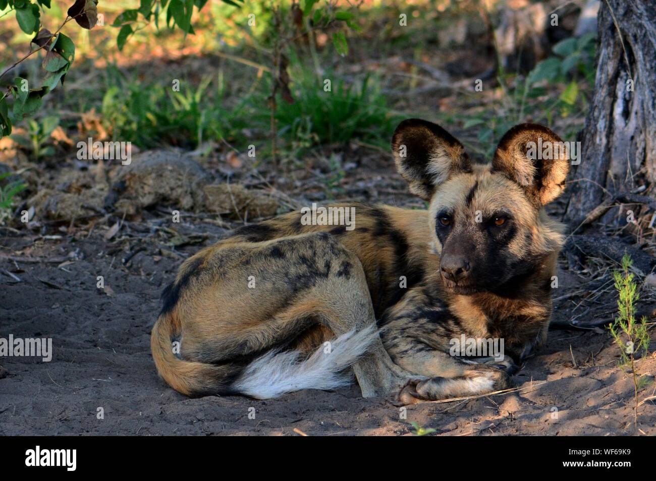 Hyena sitting hi-res stock photography and images - Alamy