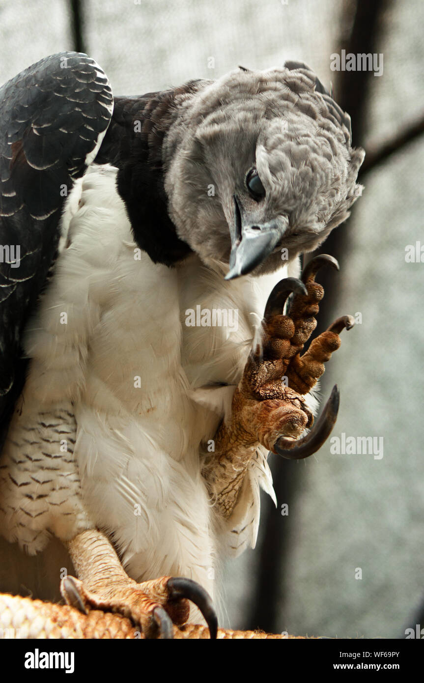 Harpy eagle claw hi-res stock photography and images - Alamy