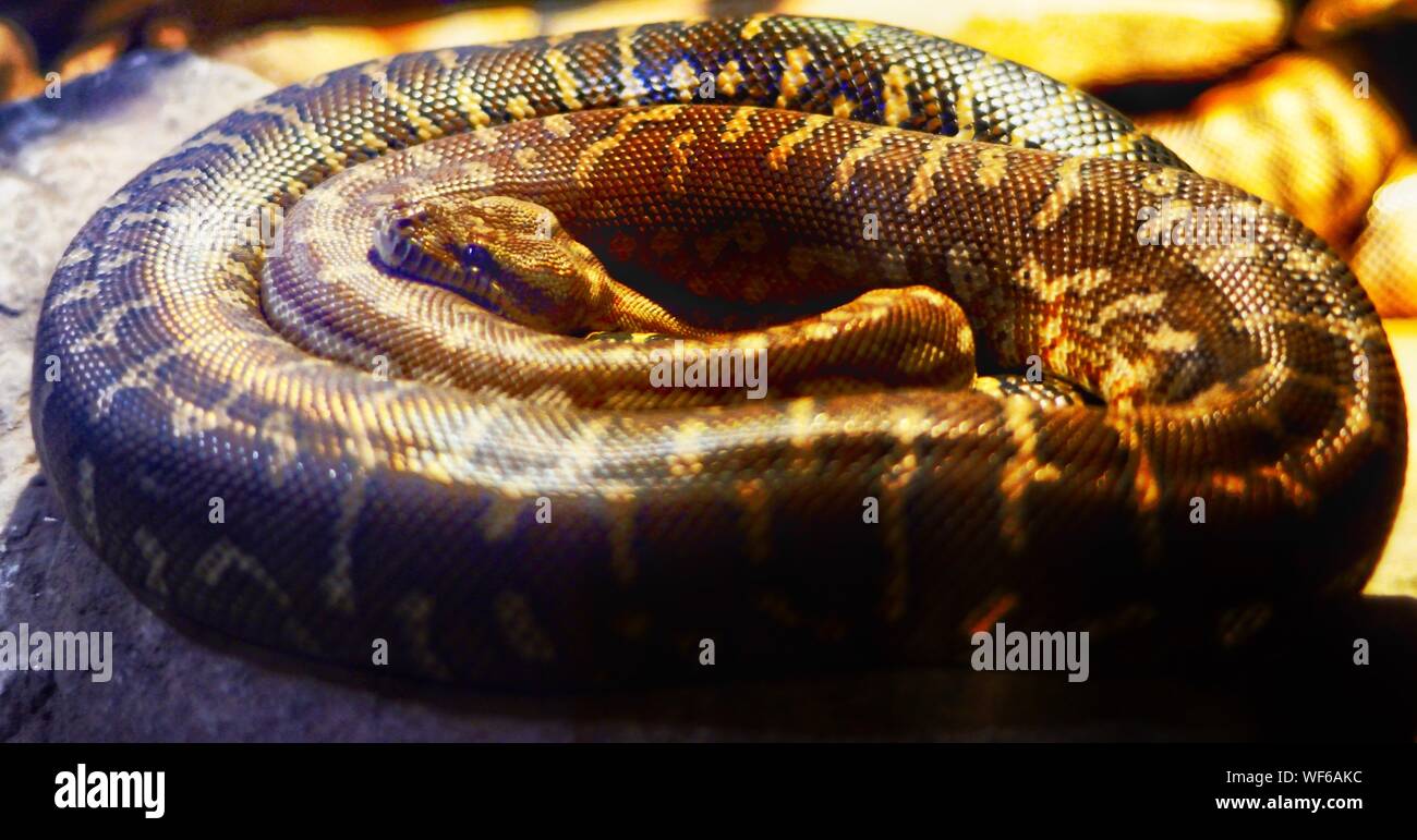 Rolled snake hi-res stock photography and images - Alamy