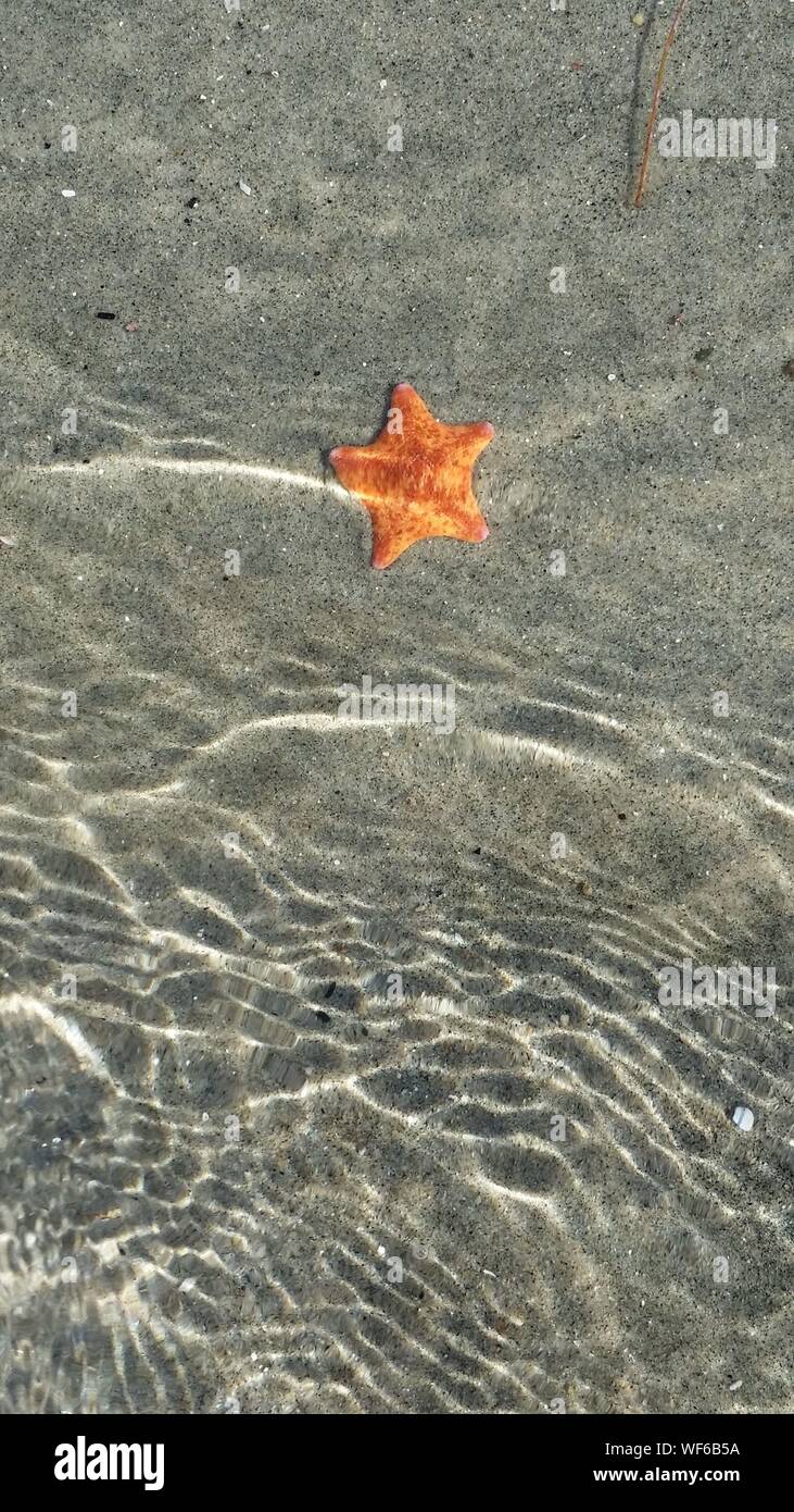 Dead starfish shore hi-res stock photography and images - Alamy
