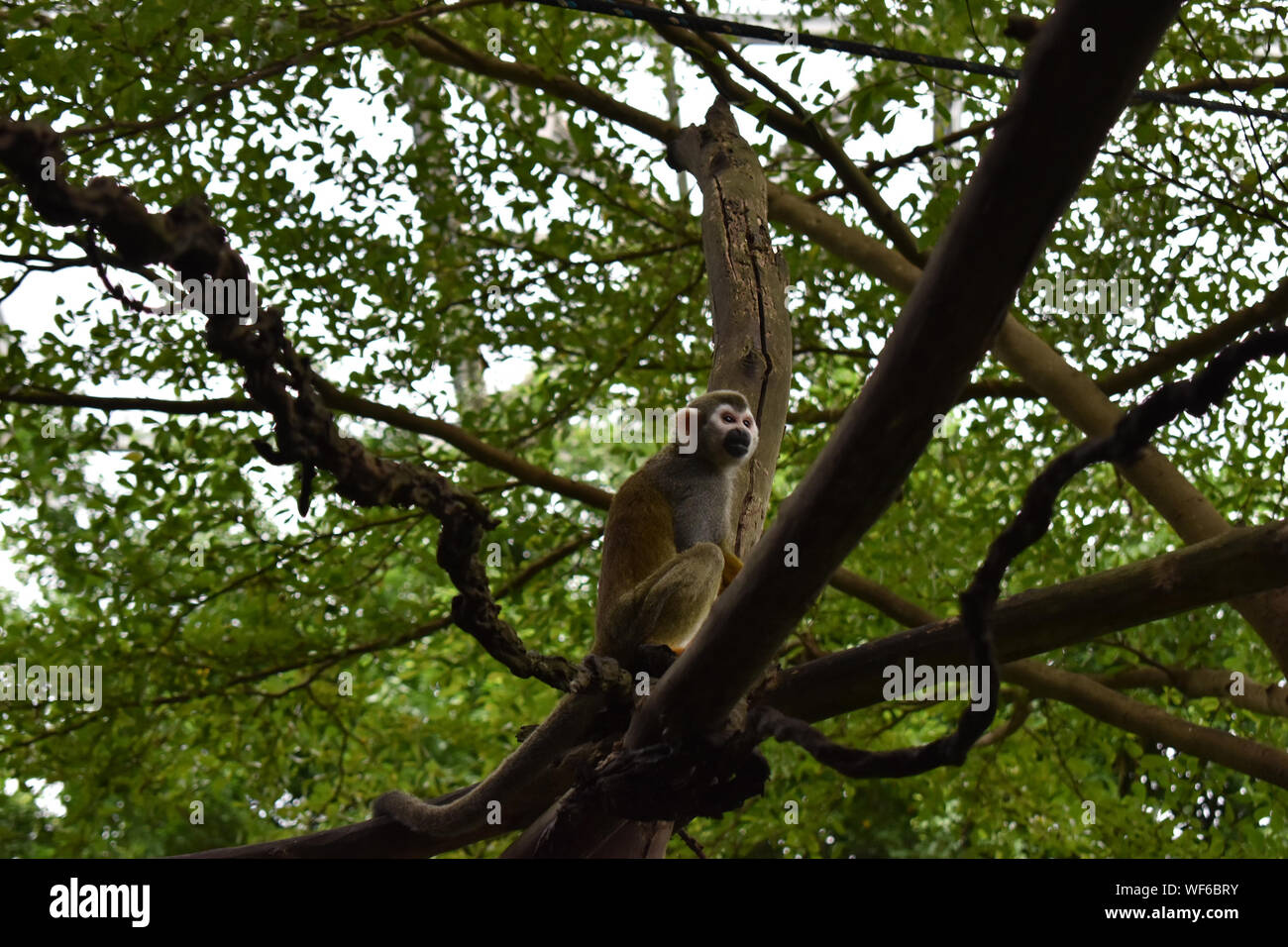 Monkey standing hi-res stock photography and images - Alamy