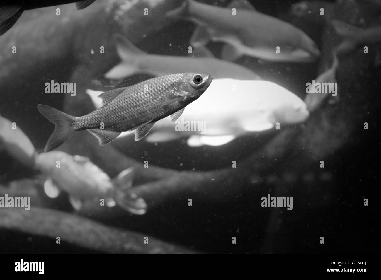 Fish side view Black and White Stock Photos & Images - Alamy