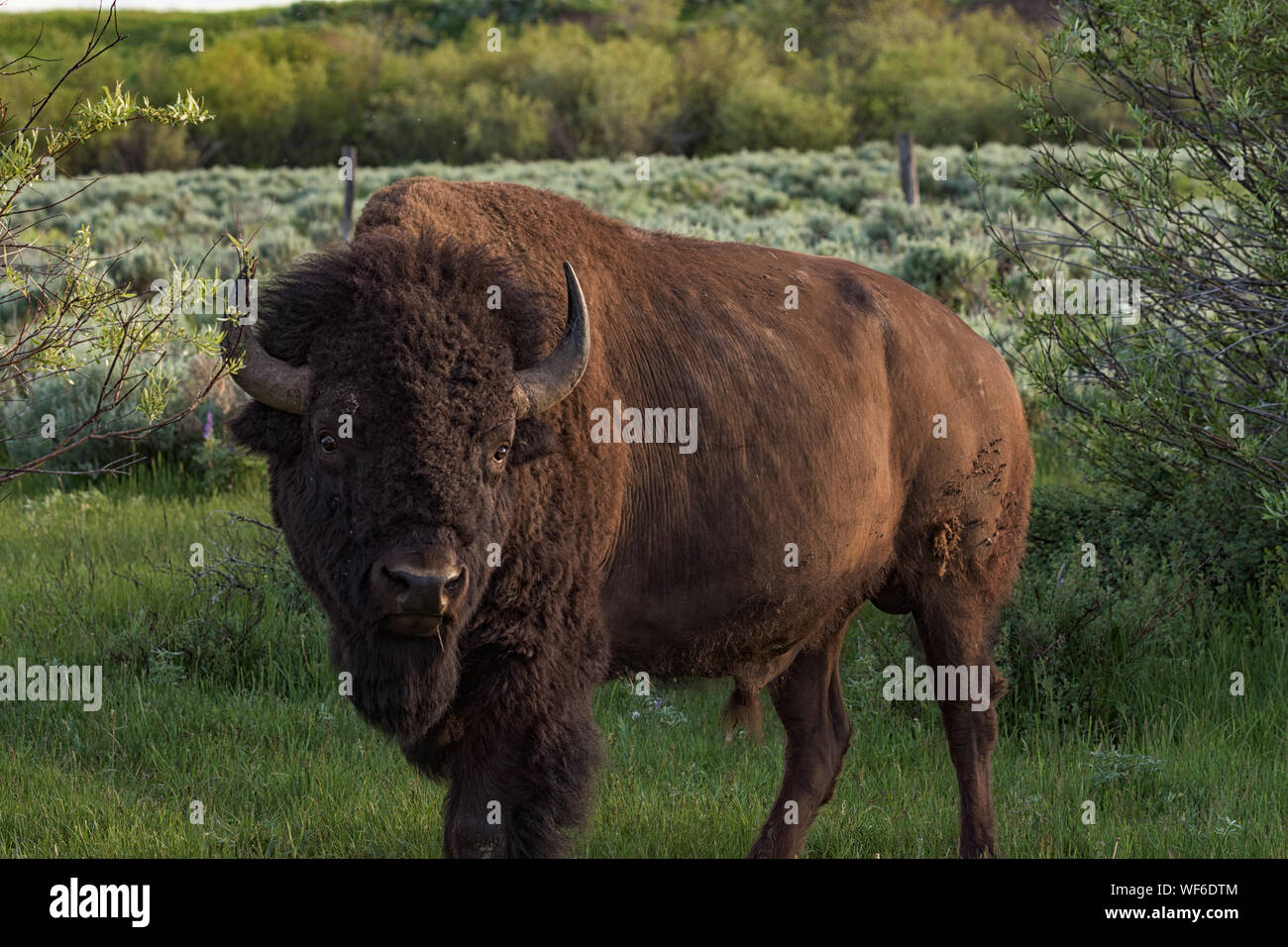 Bison in grass hi-res stock photography and images - Alamy