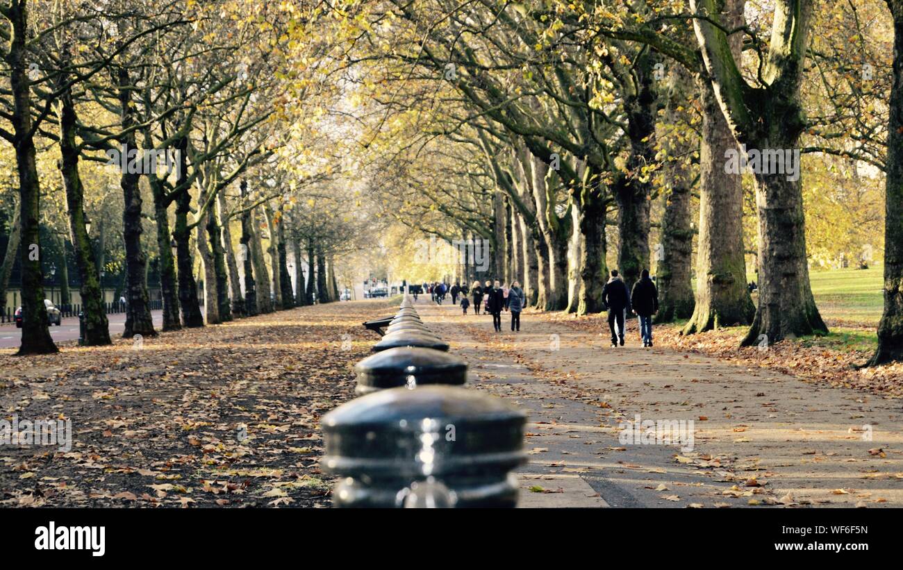 Tree of trees buckingham palace hi-res stock photography and images - Alamy