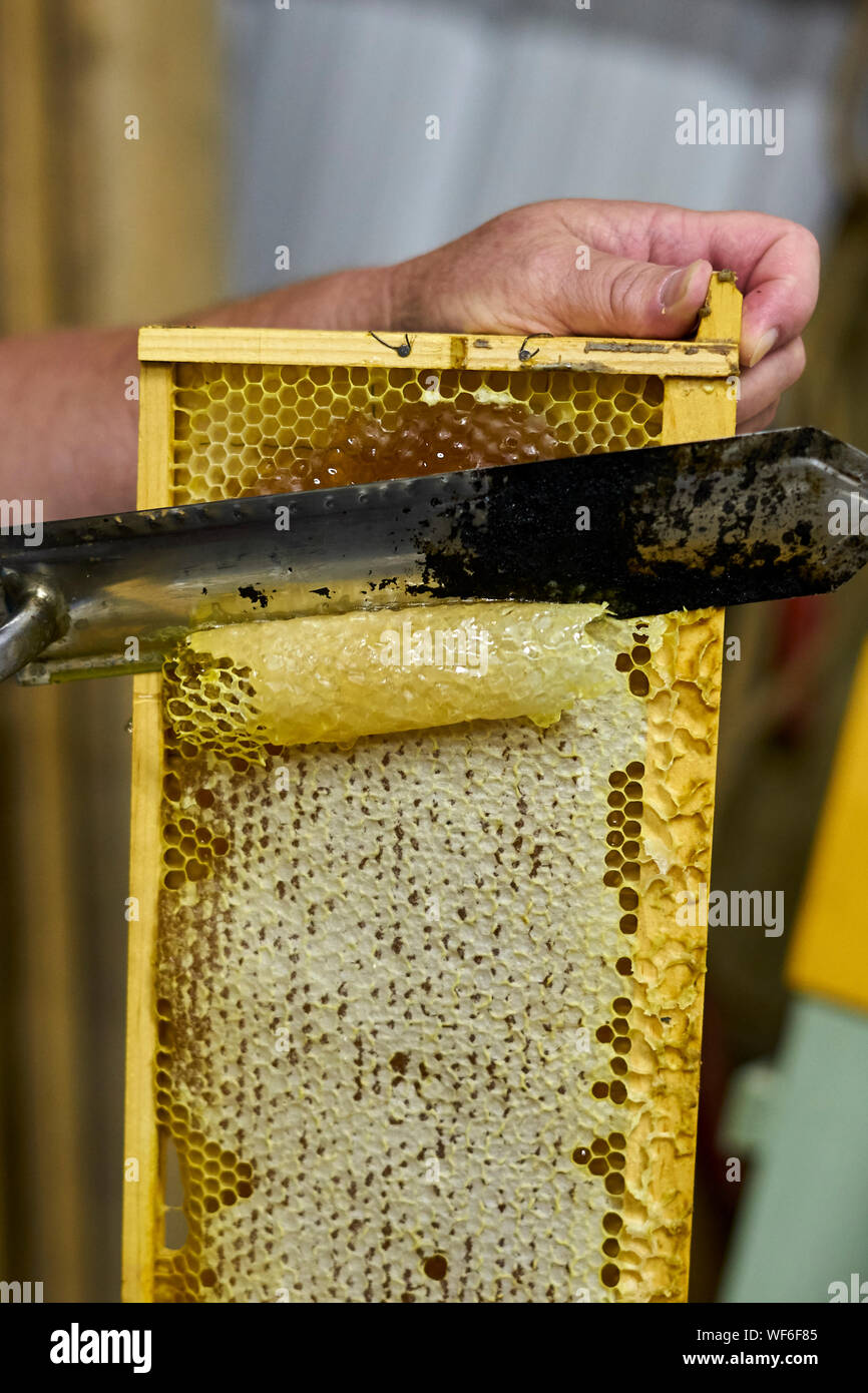 Real honeycomb hi-res stock photography and images - Alamy
