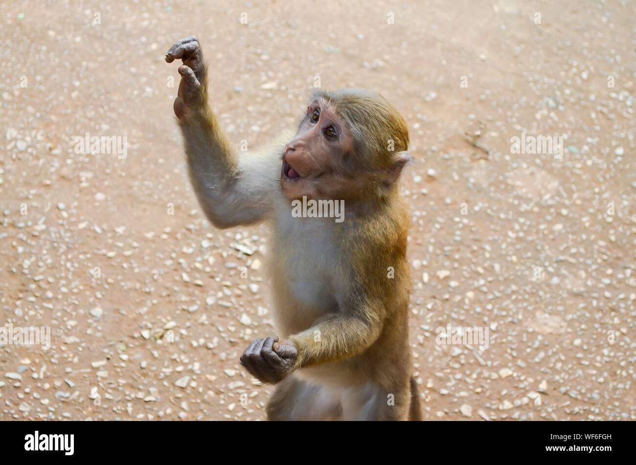 Monkey call hi-res stock photography and images - Alamy
