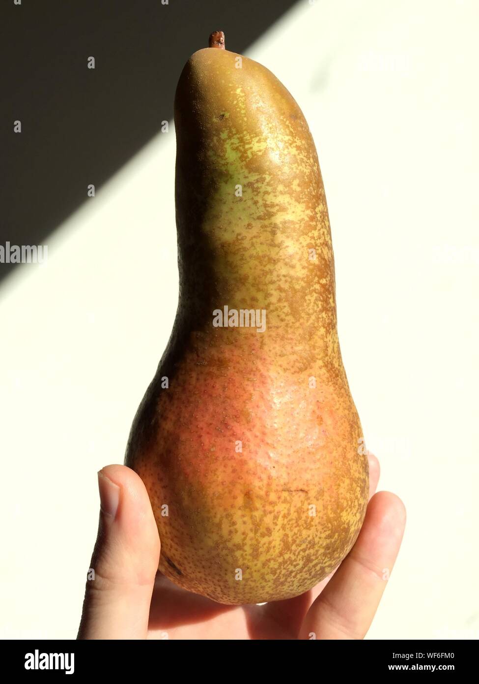 Hand holding pear hi-res stock photography and images - Alamy