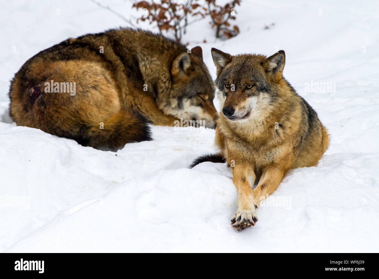 Wolves snow hi-res stock photography and images - Alamy