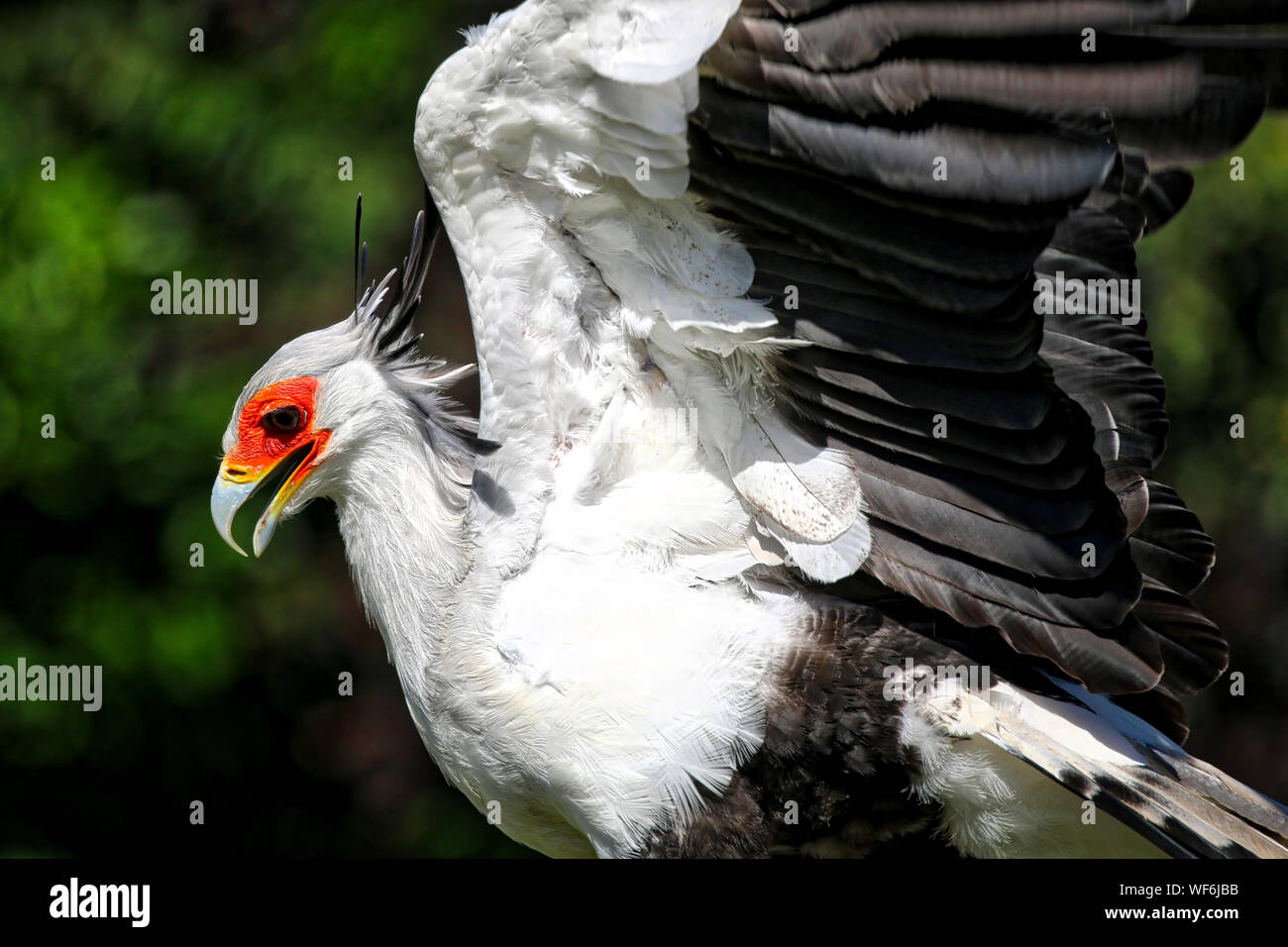 Secretary Bird Flying Stock Photos & Secretary Bird Flying Stock Images ...