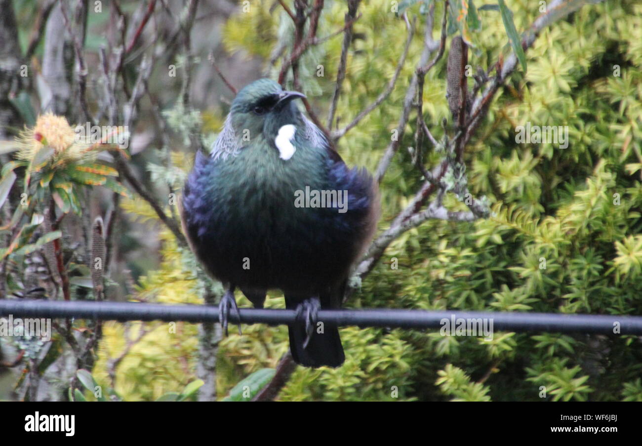 Tui Songbird High Resolution Stock Photography and Images - Alamy