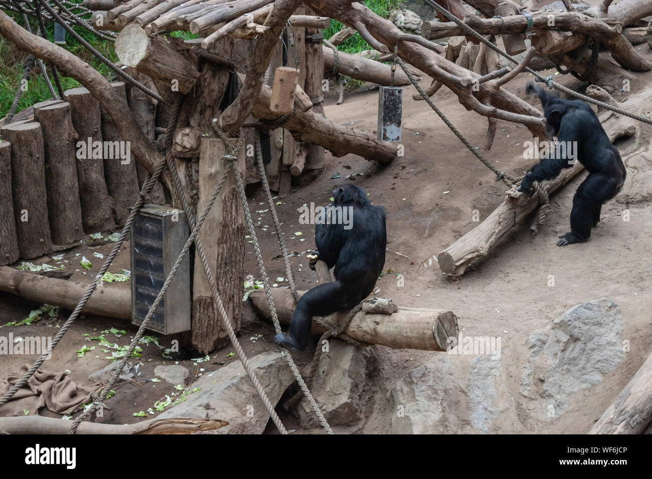 Pygmy chimpanzees (Pan paniscus) in a zoo Stock Photo - Alamy