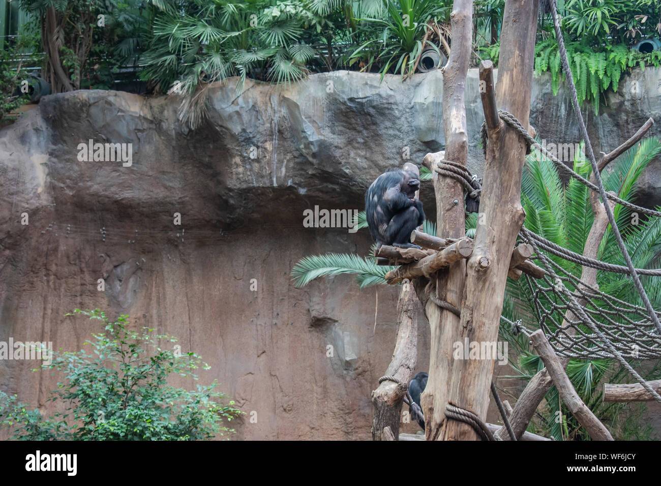 Pygmy chimpanzees (Pan paniscus) in a zoo Stock Photo - Alamy
