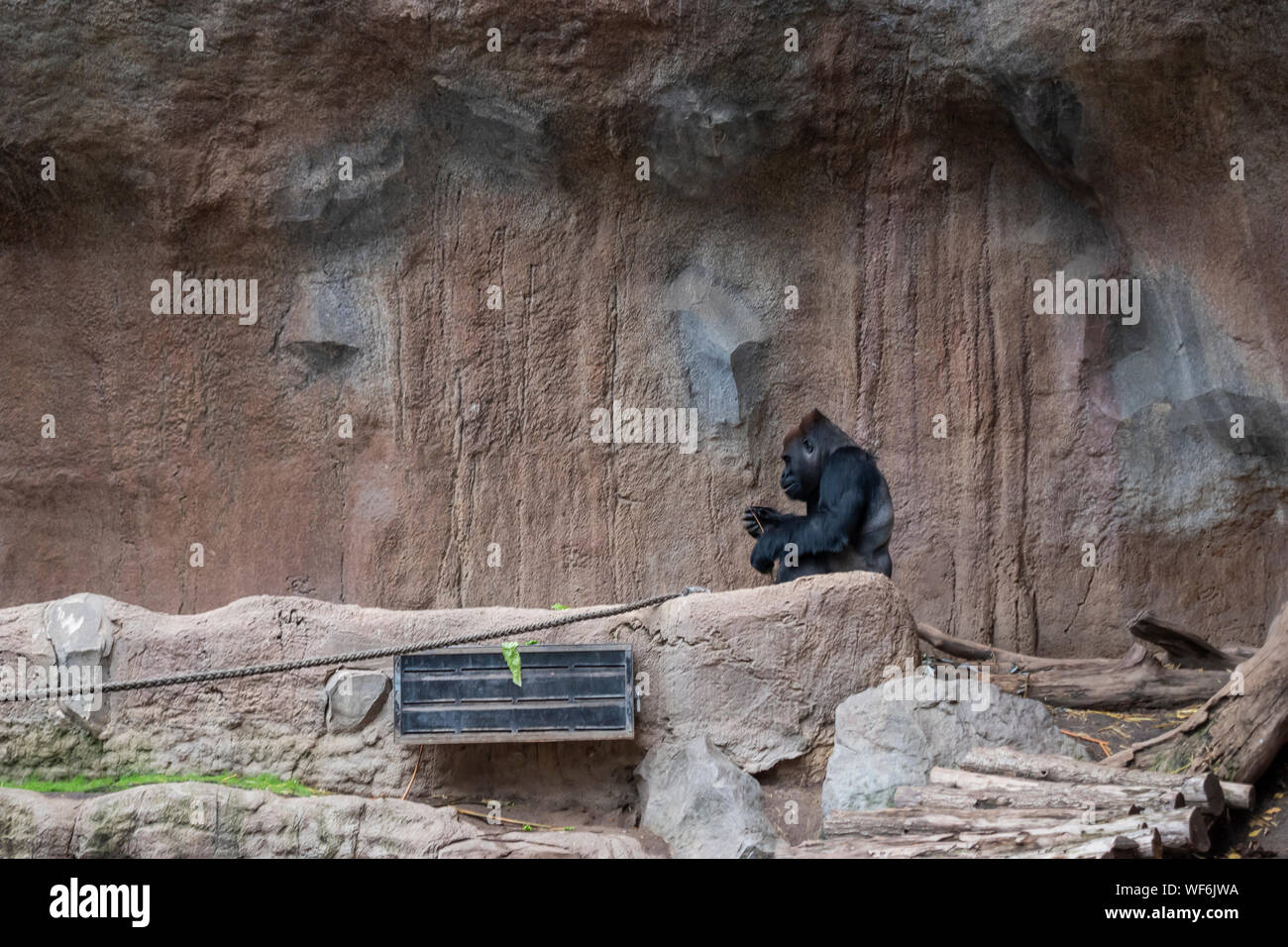 Pygmy chimpanzees (Pan paniscus) in a zoo Stock Photo - Alamy