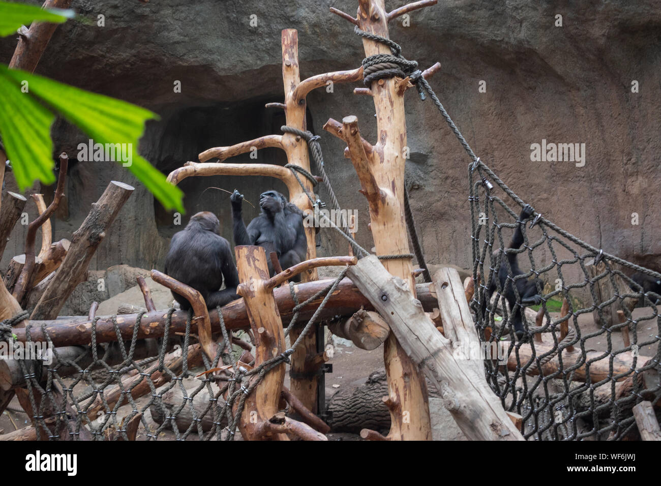 Pygmy chimpanzees (Pan paniscus) in a zoo Stock Photo - Alamy