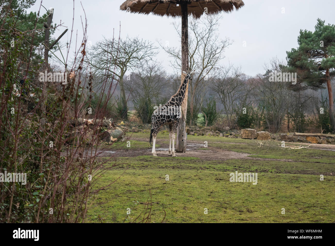 Rothschild's giraffe at a German Zoo Stock Photo - Alamy