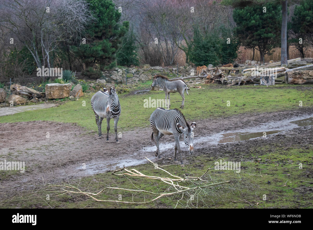 German zoo hi-res stock photography and images - Alamy