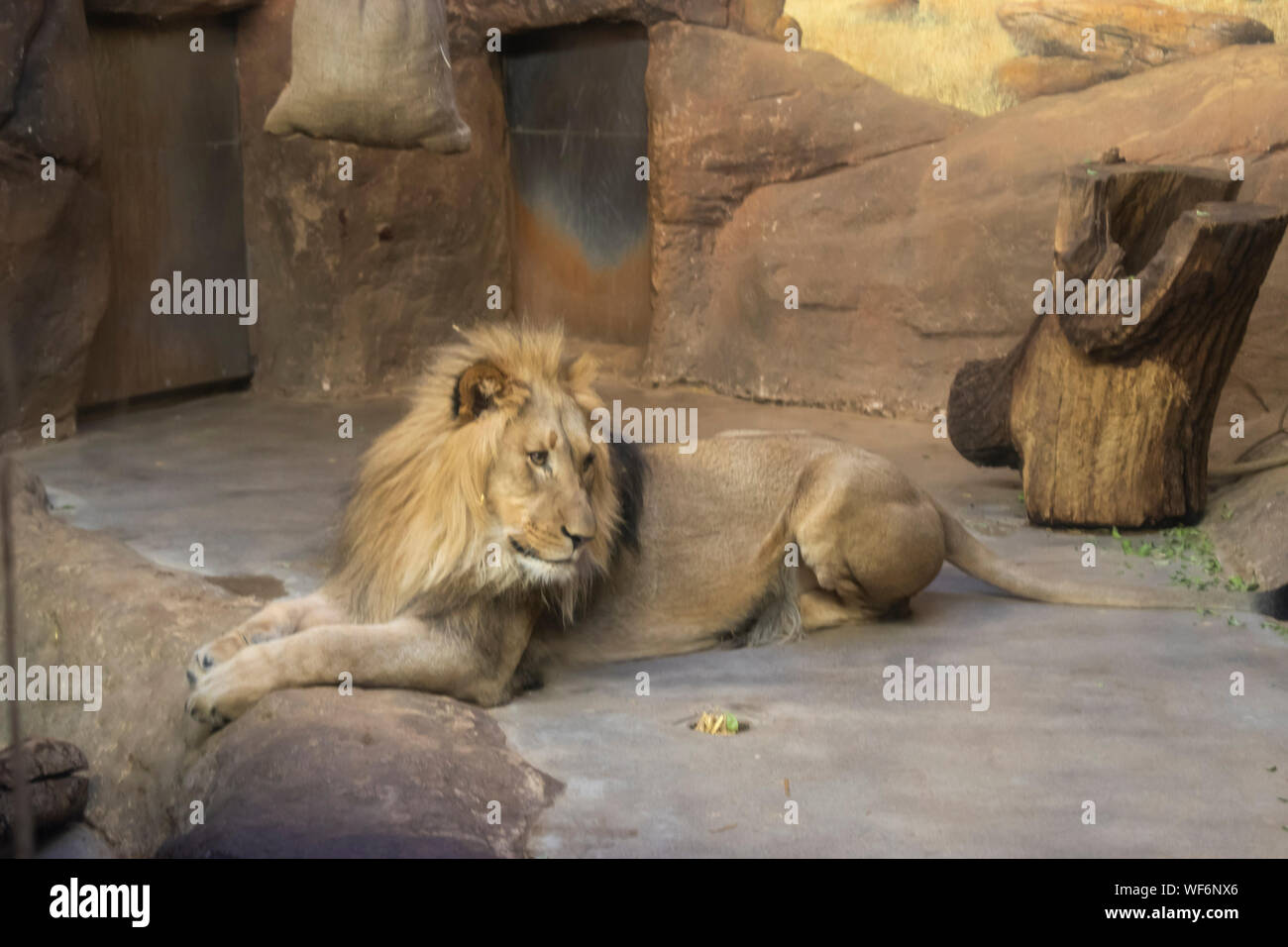 African lion at a German Zoo Stock Photo - Alamy