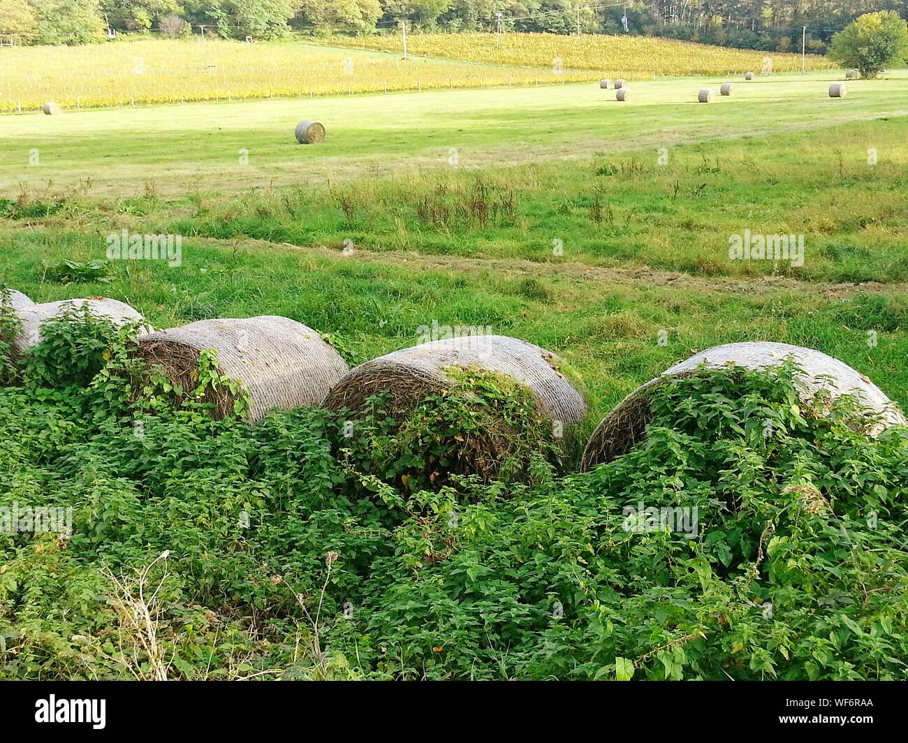Rolled hay hi-res stock photography and images - Alamy