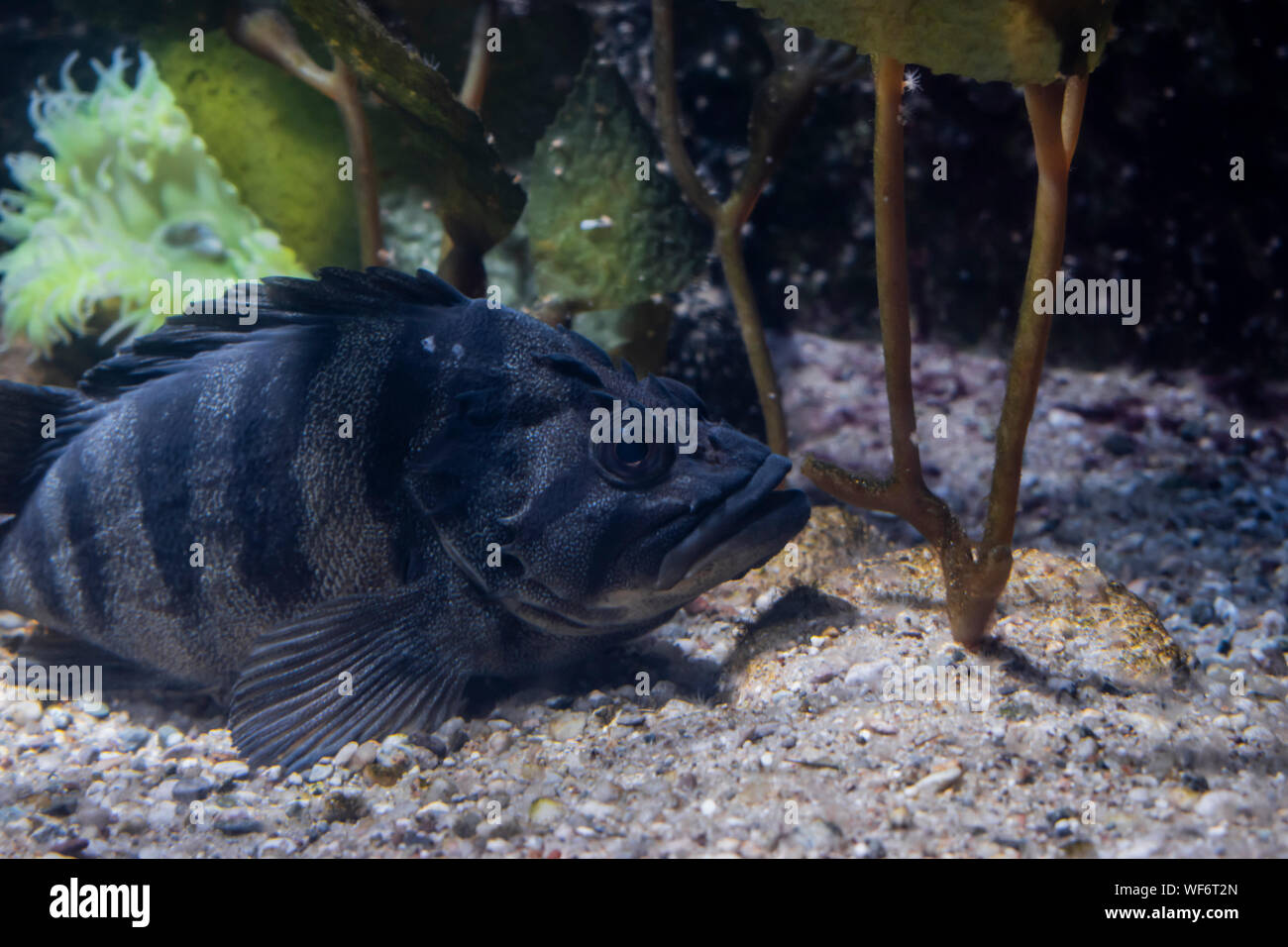 The treefish (Sebastes serriceps) is native to the eastern Pacific ...