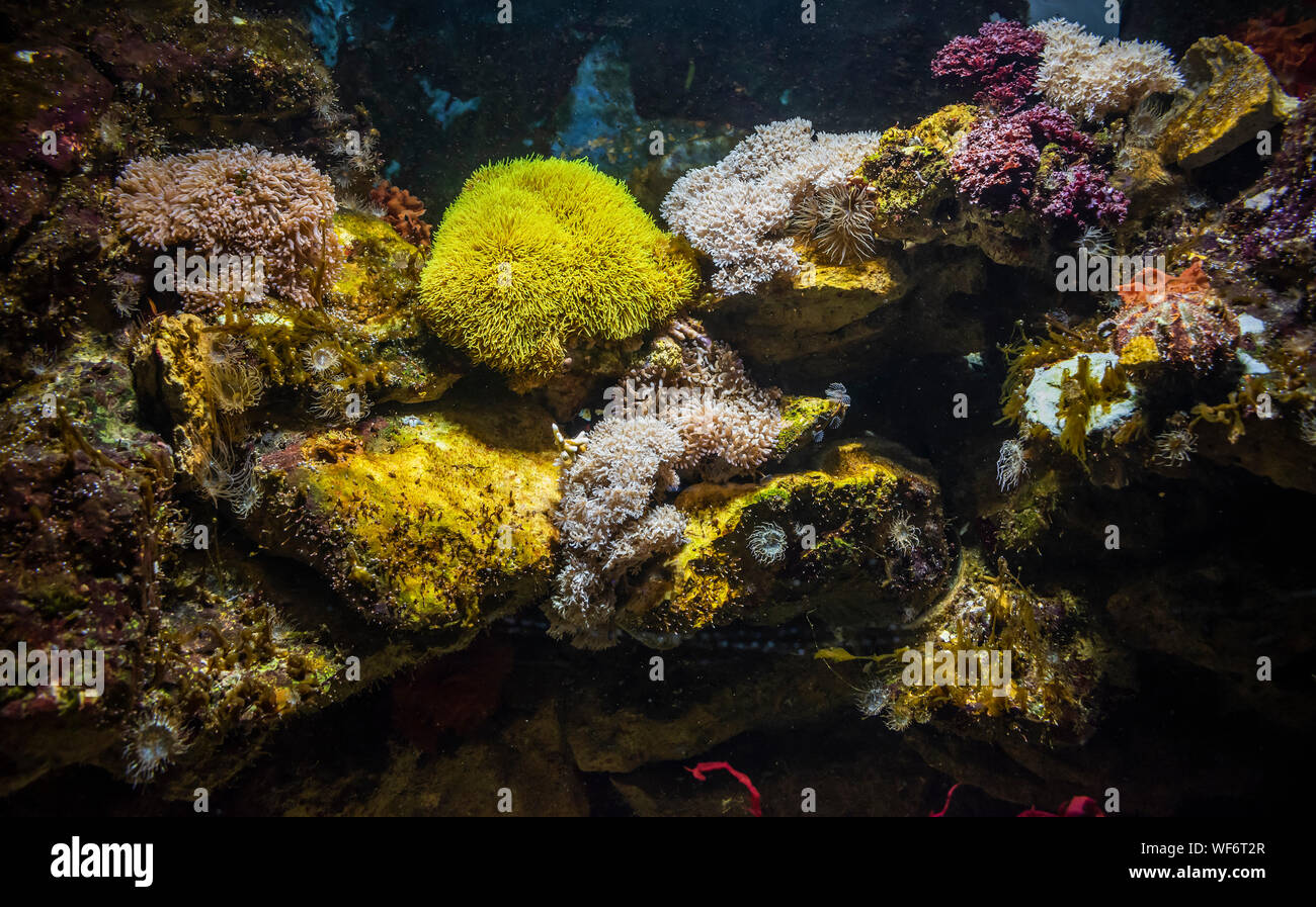 Underwater scene, Vibrant tropical coral reef Stock Photo - Alamy