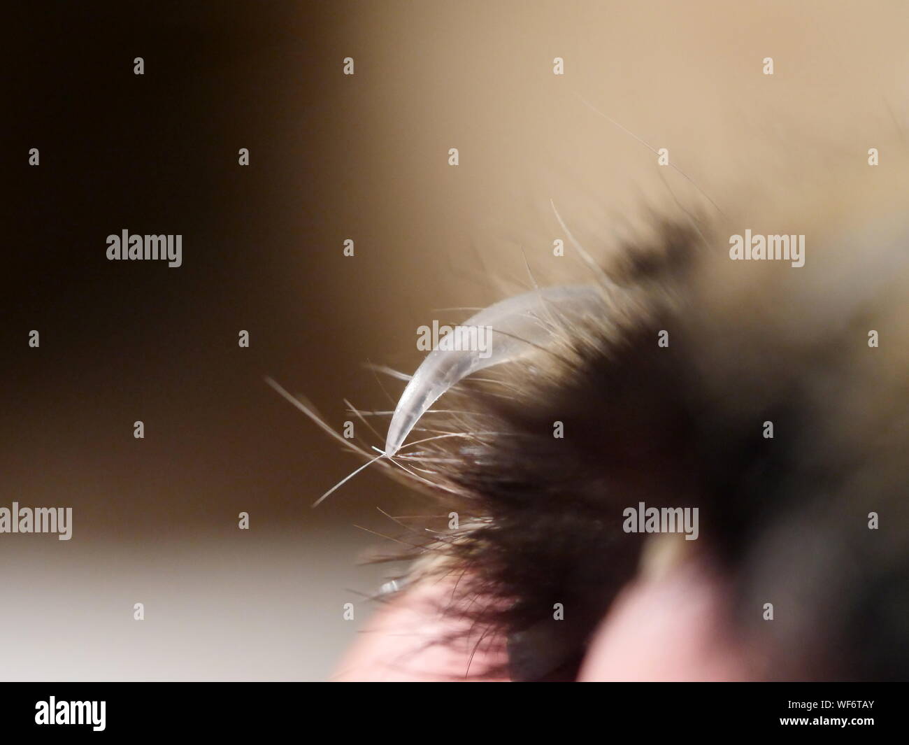 Body body part hi-res stock photography and images - Alamy