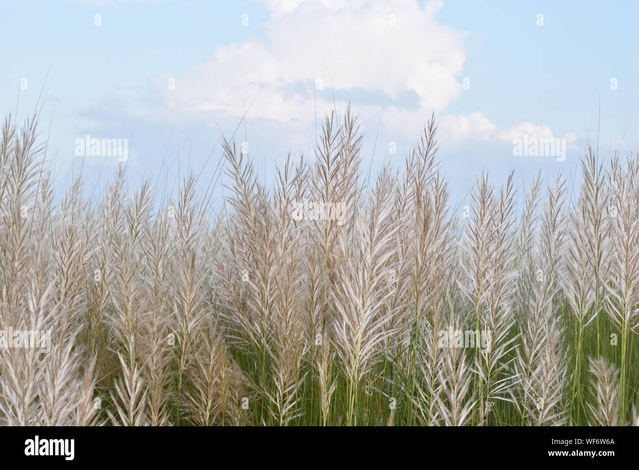 Kashful hi-res stock photography and images - Alamy