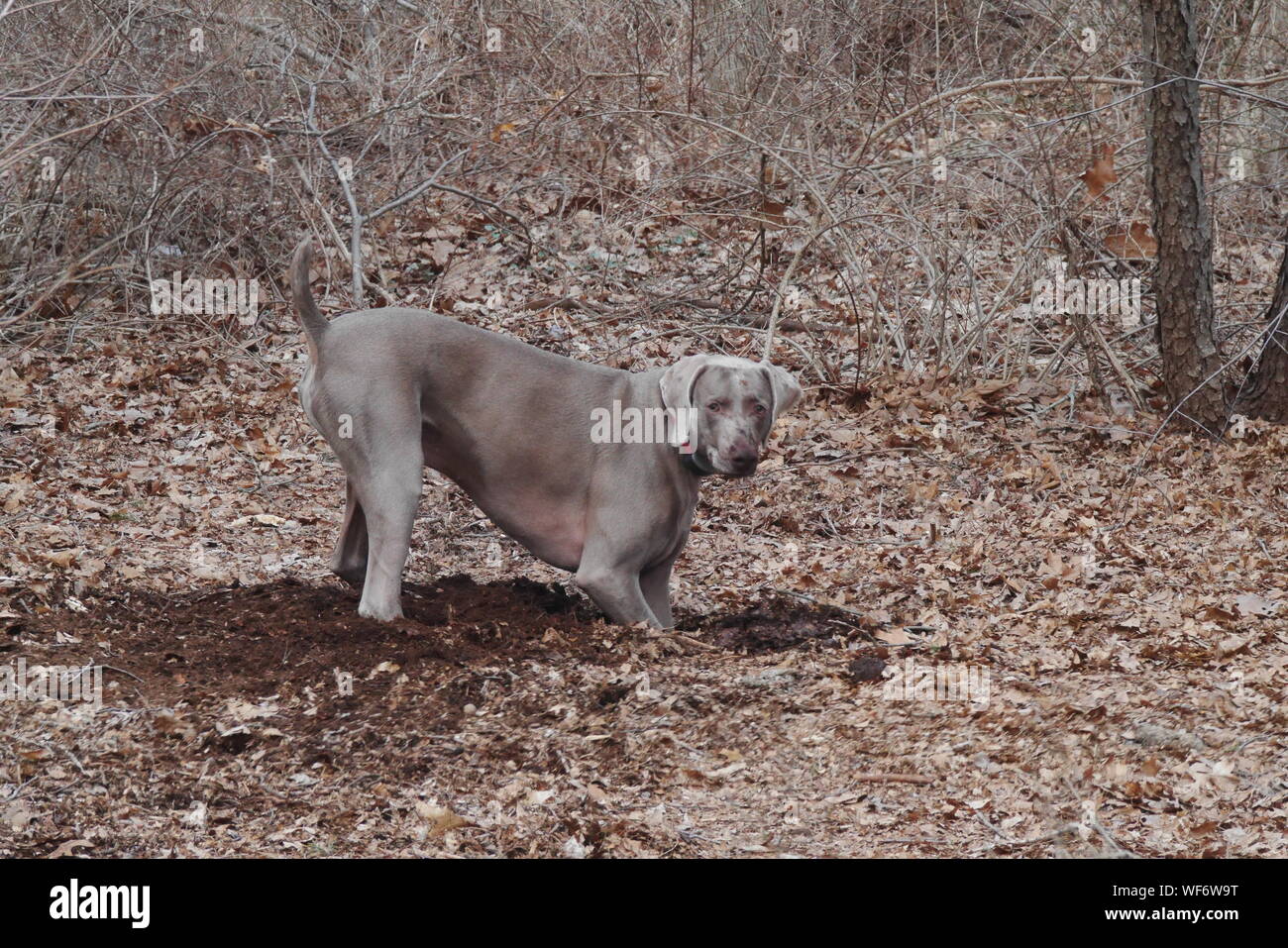 Dog Digging Ground Stock Photo - Alamy