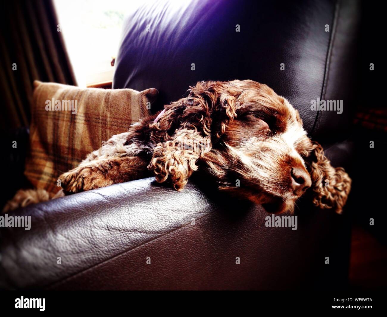 Sleeping with her spaniel hi-res stock photography and images - Alamy