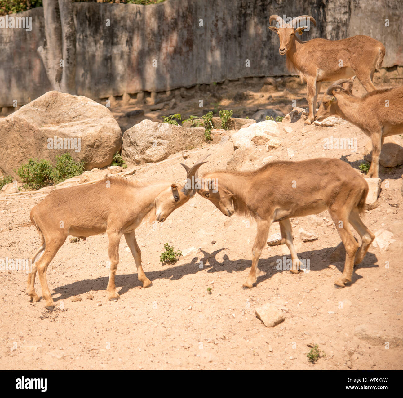 Goat goats fighting hi-res stock photography and images - Alamy