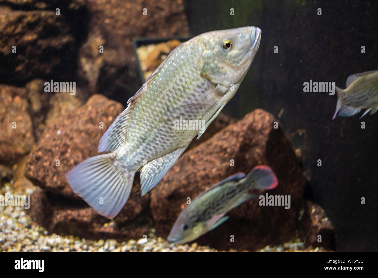 Sliver color fish inside an aquarium Stock Photo - Alamy