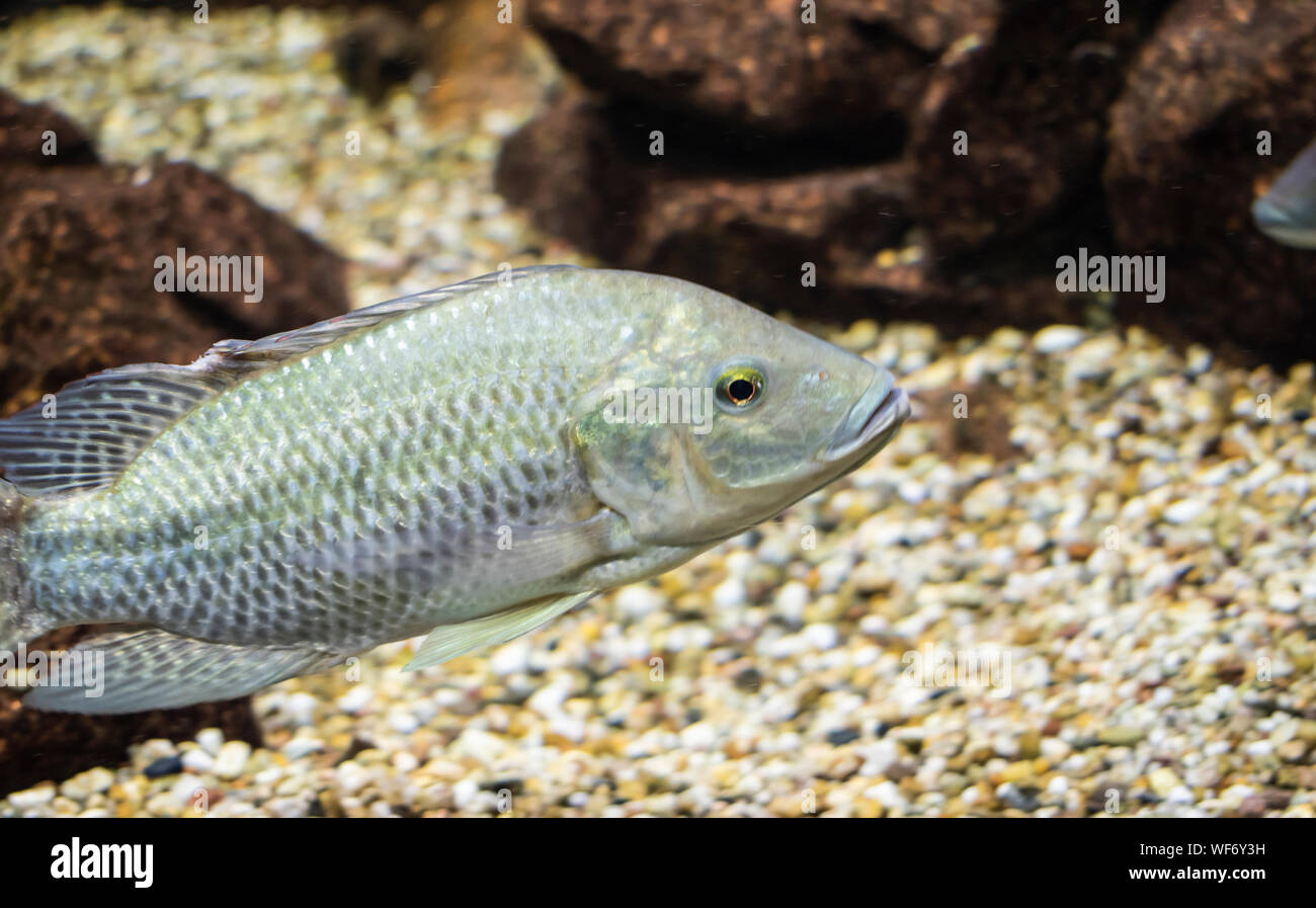 Sliver colour hi-res stock photography and images - Alamy