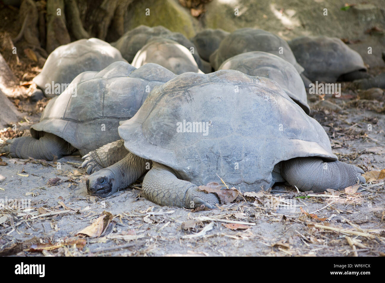 Sleeping giant tortoise hi-res stock photography and images - Alamy