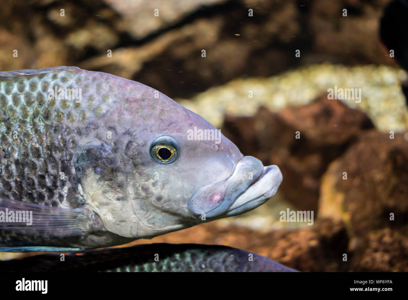 Sliver color fish inside an aquarium Stock Photo - Alamy
