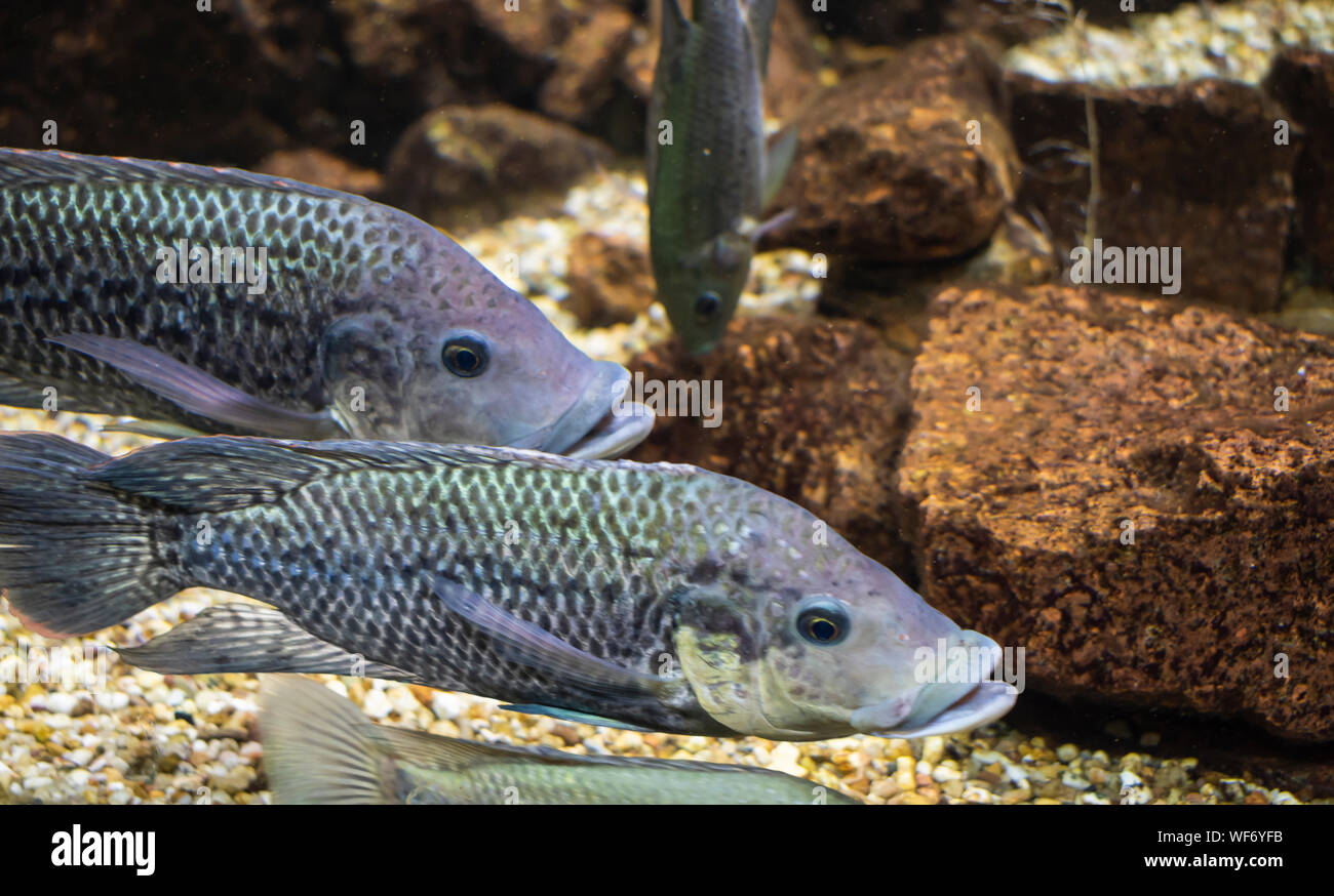 Sliver color fish inside an aquarium Stock Photo - Alamy