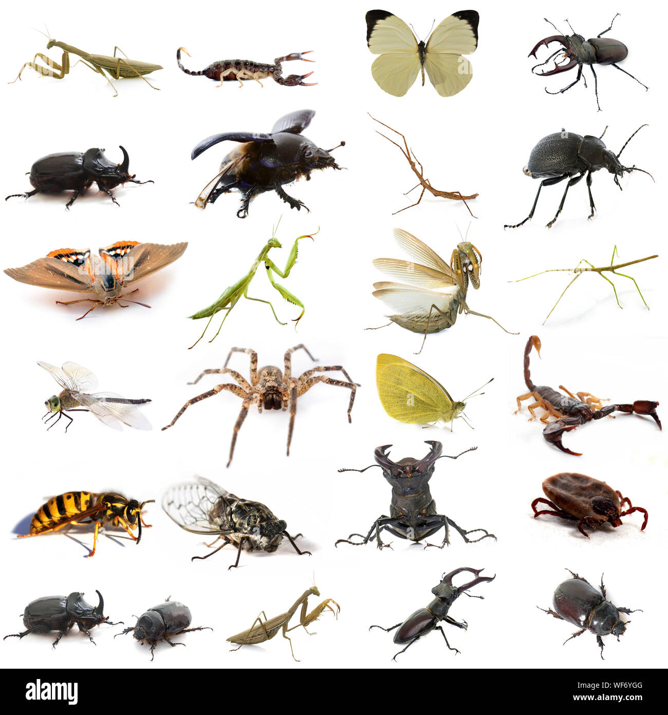 Animals, white background hi-res stock photography and images - Alamy