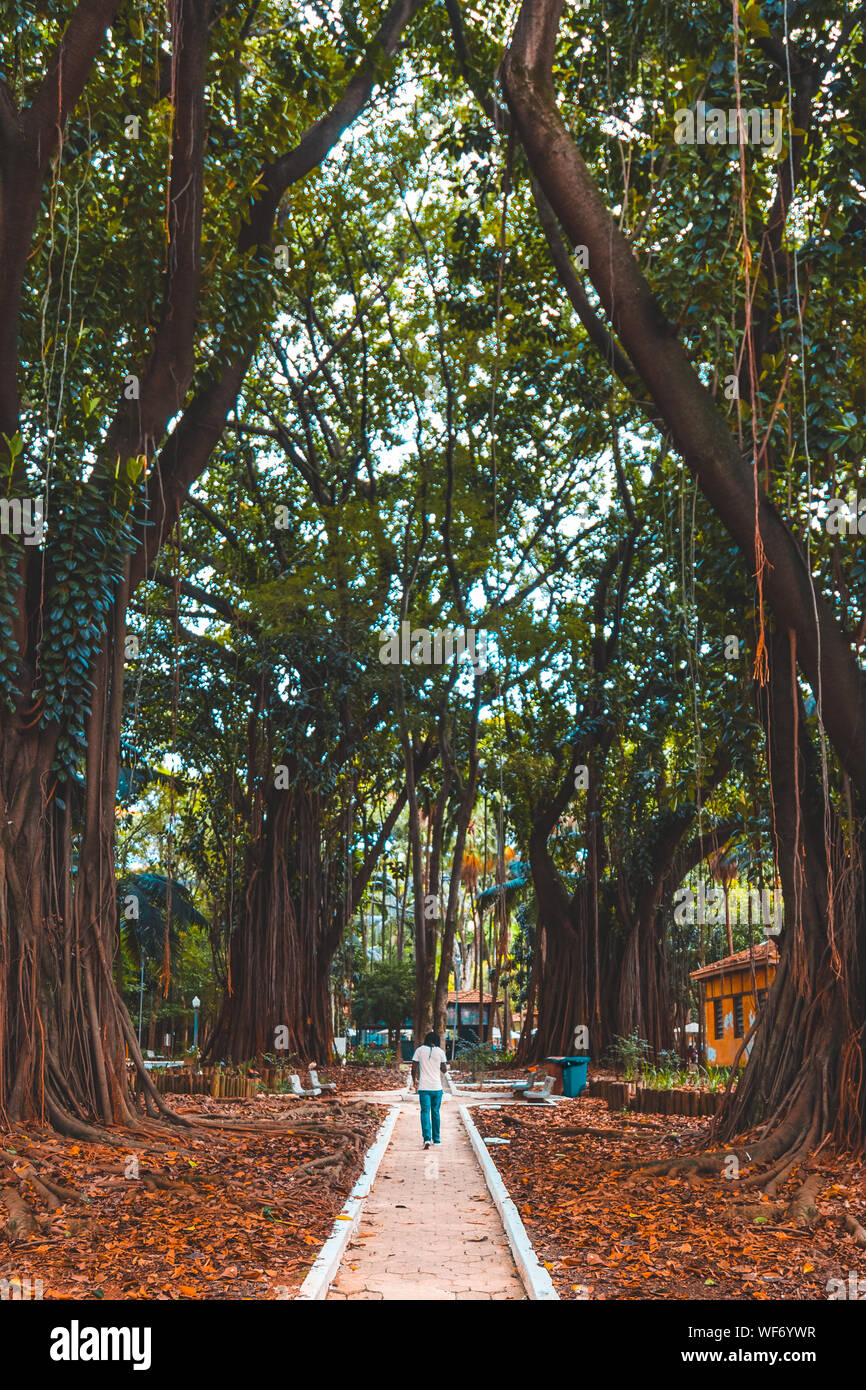 Man made trees hi-res stock photography and images - Alamy