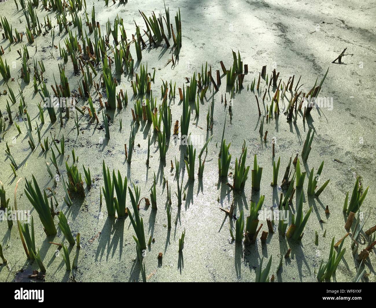 Growing green algae hi-res stock photography and images - Alamy