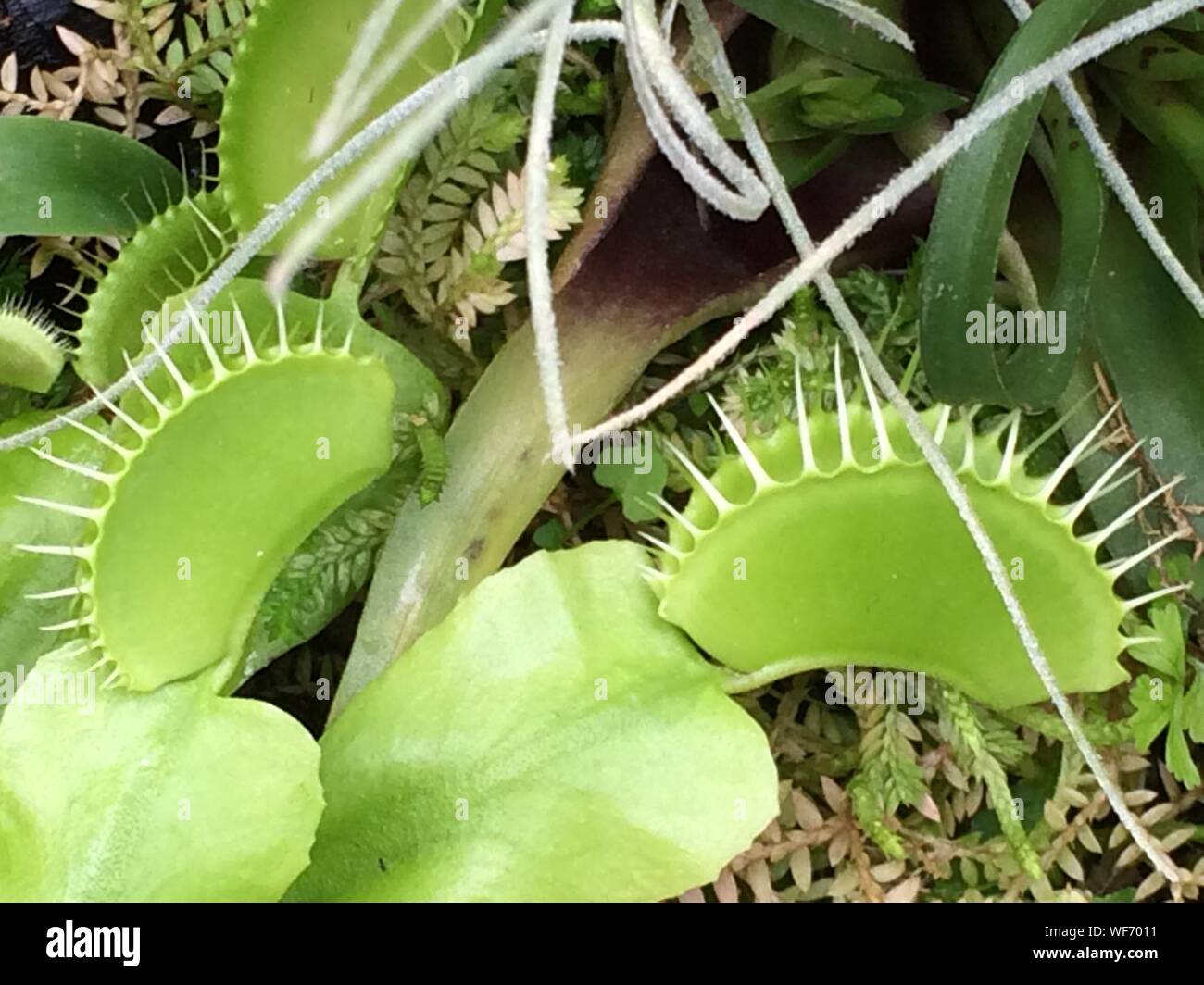 Venus flytrap flower hi-res stock photography and images - Alamy