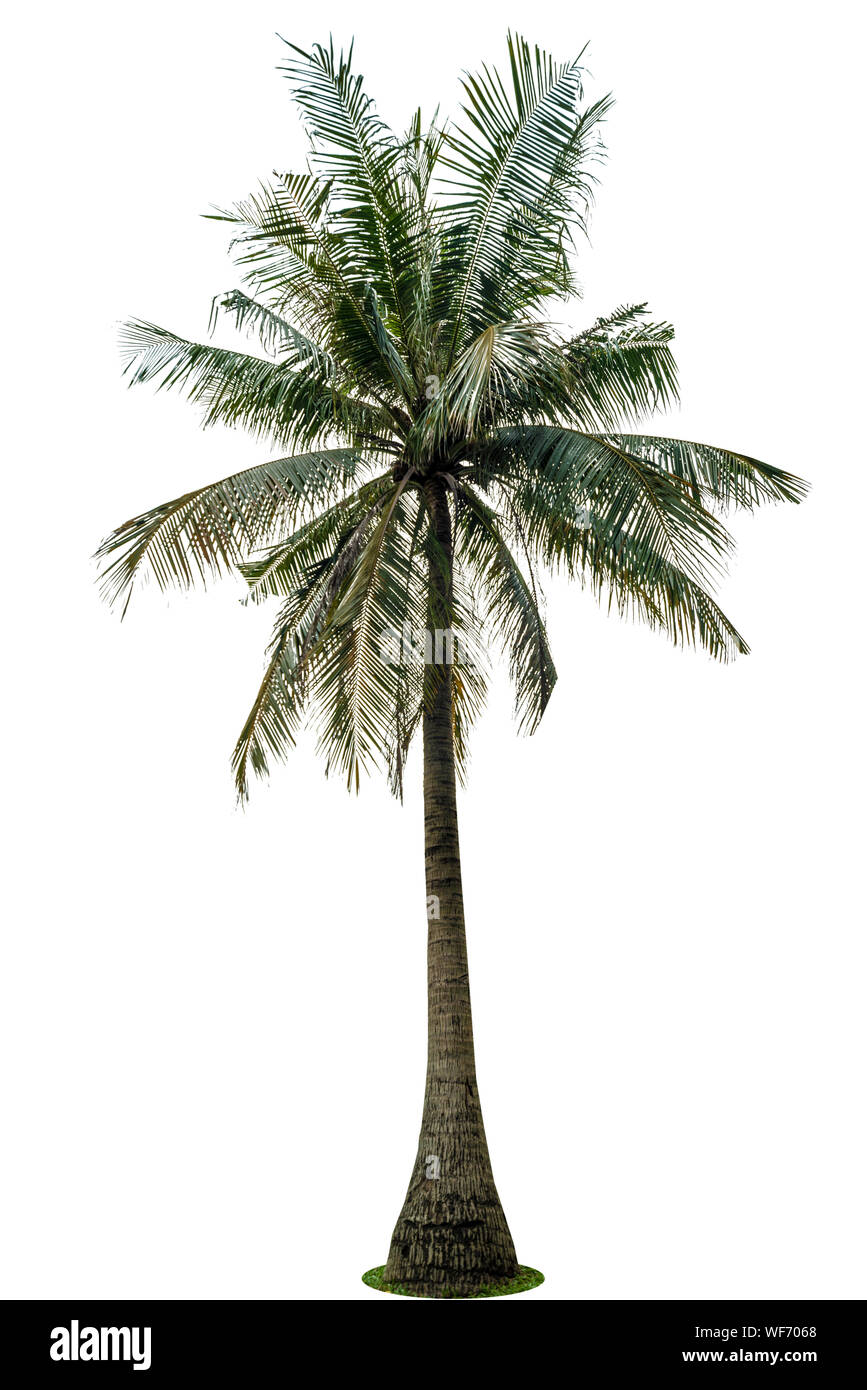 Palm Tree Cut Out High Resolution Stock Photography and Images - Alamy