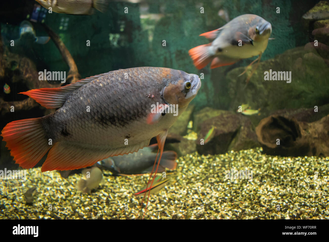 The Giant Red Tail Gourami fish swimming inside an aquarium Stock Photo ...