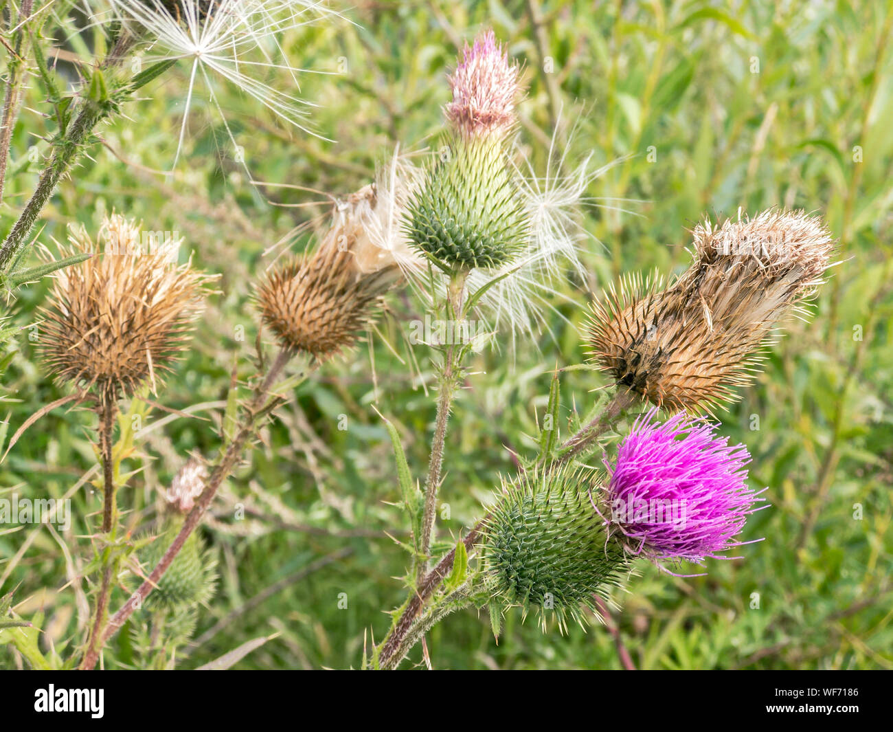 burdock blooms. wild pink burdock on blurred natural background Stock ...
