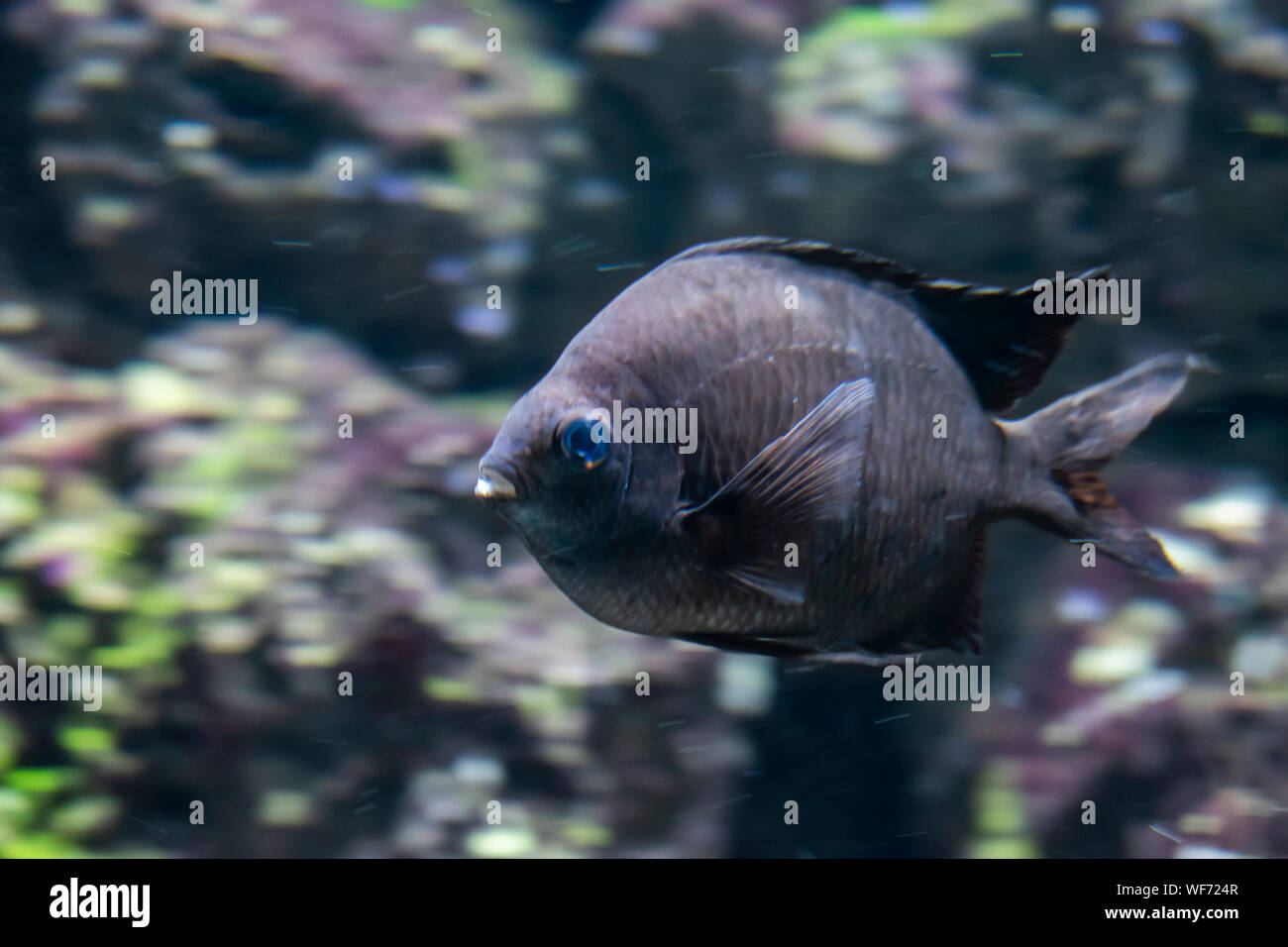 View of a black tropical fish inside an aquarium Stock Photo - Alamy