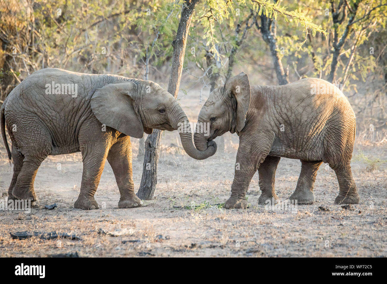Elephant fighting hi-res stock photography and images - Alamy