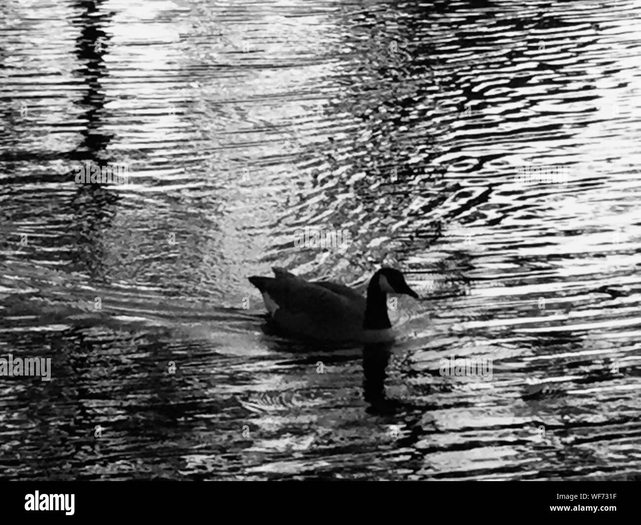 Canadian goose swimming hi-res stock photography and images - Alamy