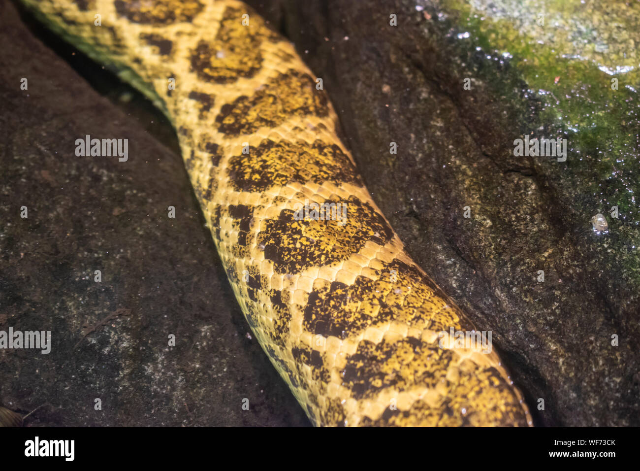 The yellow anaconda (Eunectes notaeus), is a boa species endemic to ...