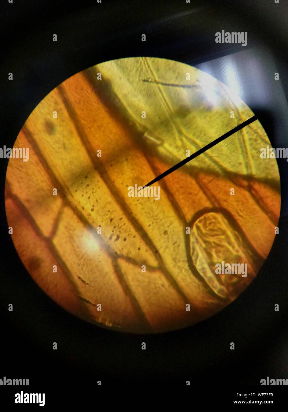 Circle cell hi-res stock photography and images - Alamy