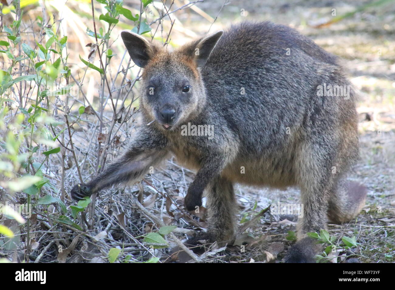 Kangaroo eating hi-res stock photography and images - Alamy