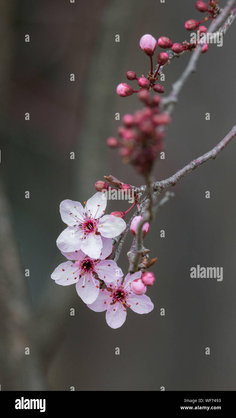 Canberra, Australia. 30th Aug, 2019. Photo shows cherry blossoms at the ...