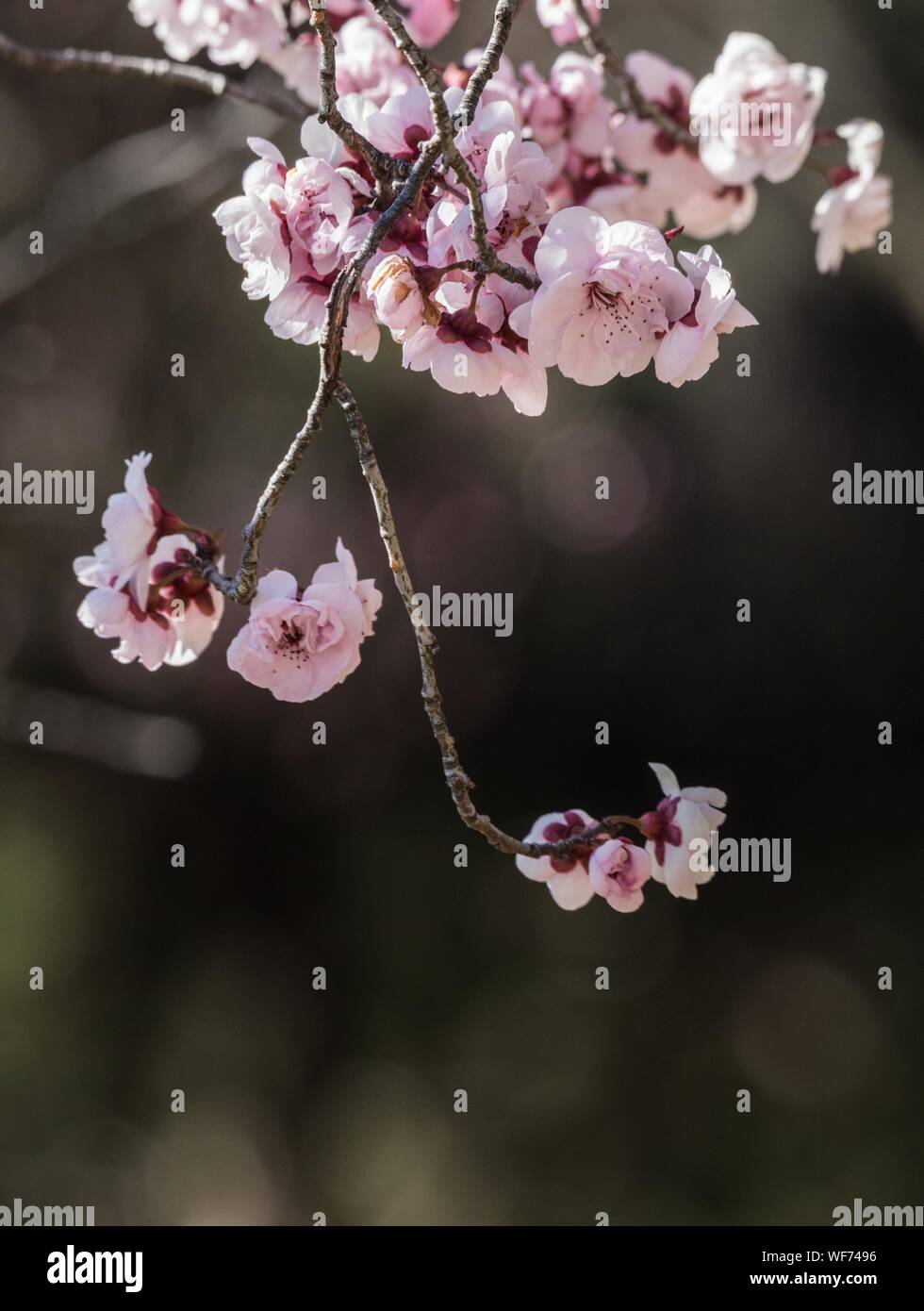 Canberra, Australia. 30th Aug, 2019. Photo shows cherry blossoms at the ...